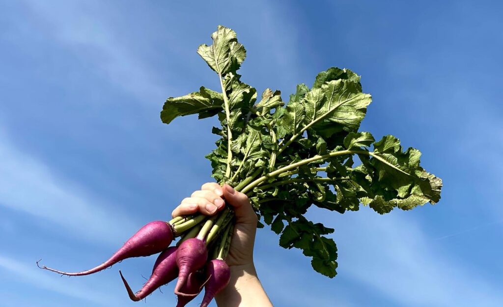 Produce and Gourmet Food Distributor | Keany Produce