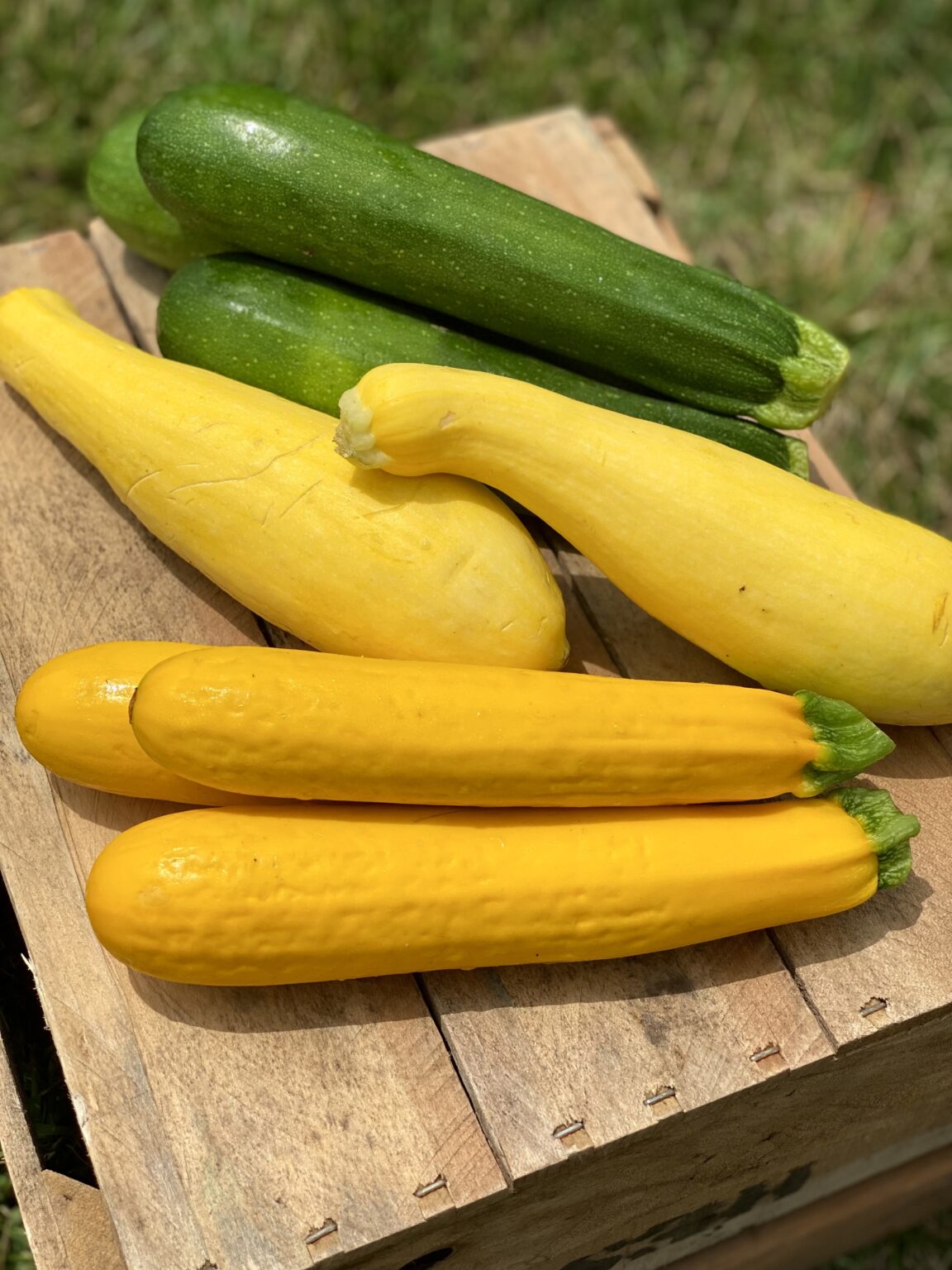 Summer Squash Types VS Fall Squash Types - Keany Produce & Gourmet